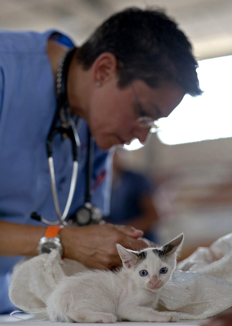 Soigneur animalier : Tout ce que vous devez savoir sur le métier